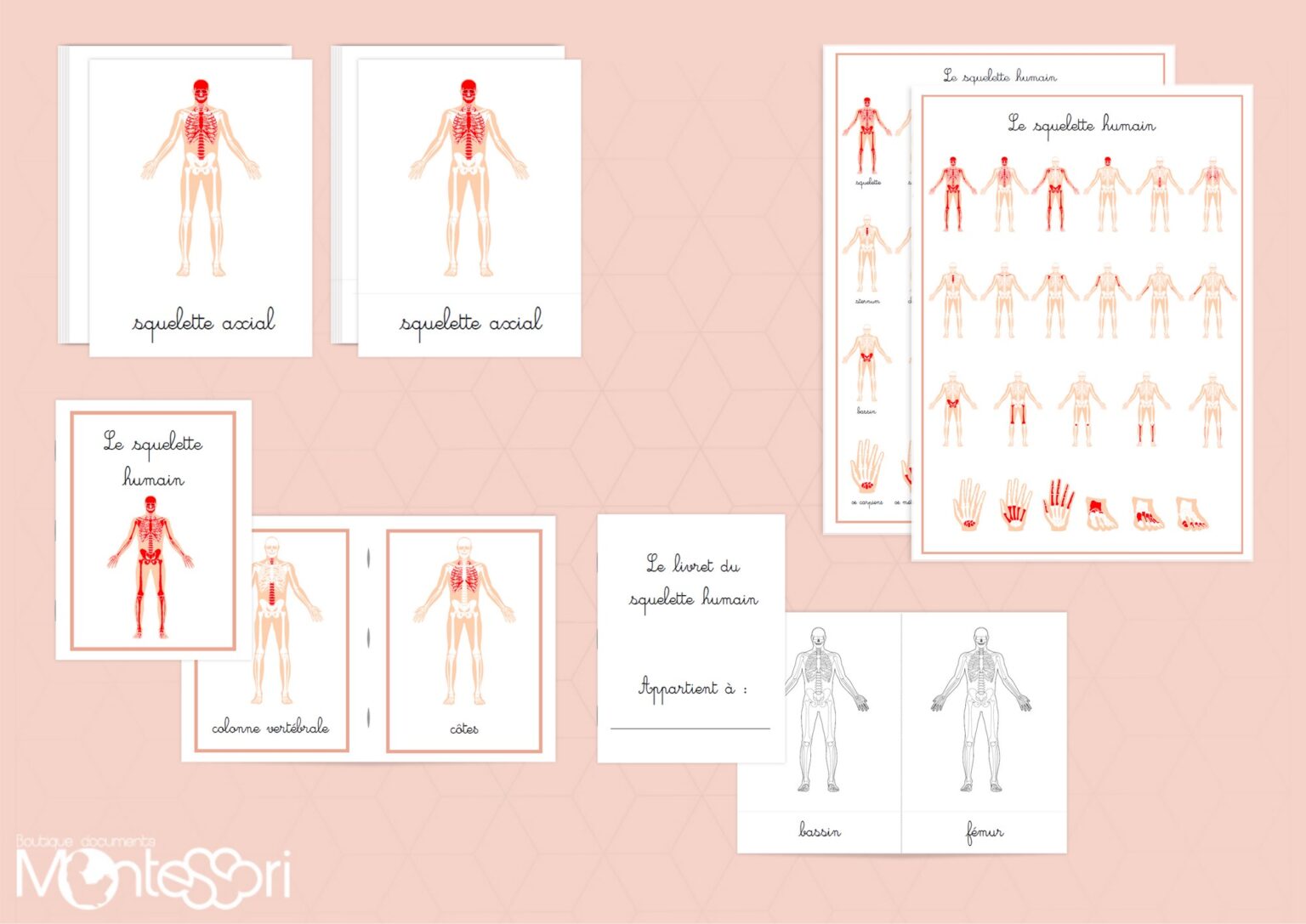 Le squelette humain - BOUTIQUE DOCUMENTS MONTESSORI