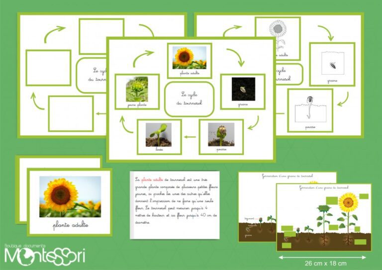 Le cycle du tournesol - image réelle - BOUTIQUE DOCUMENTS MONTESSORI