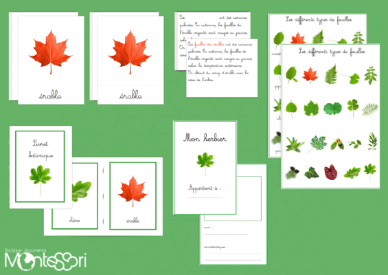 Nomenclature types de feuilles - BOUTIQUE DOCUMENTS MONTESSORI